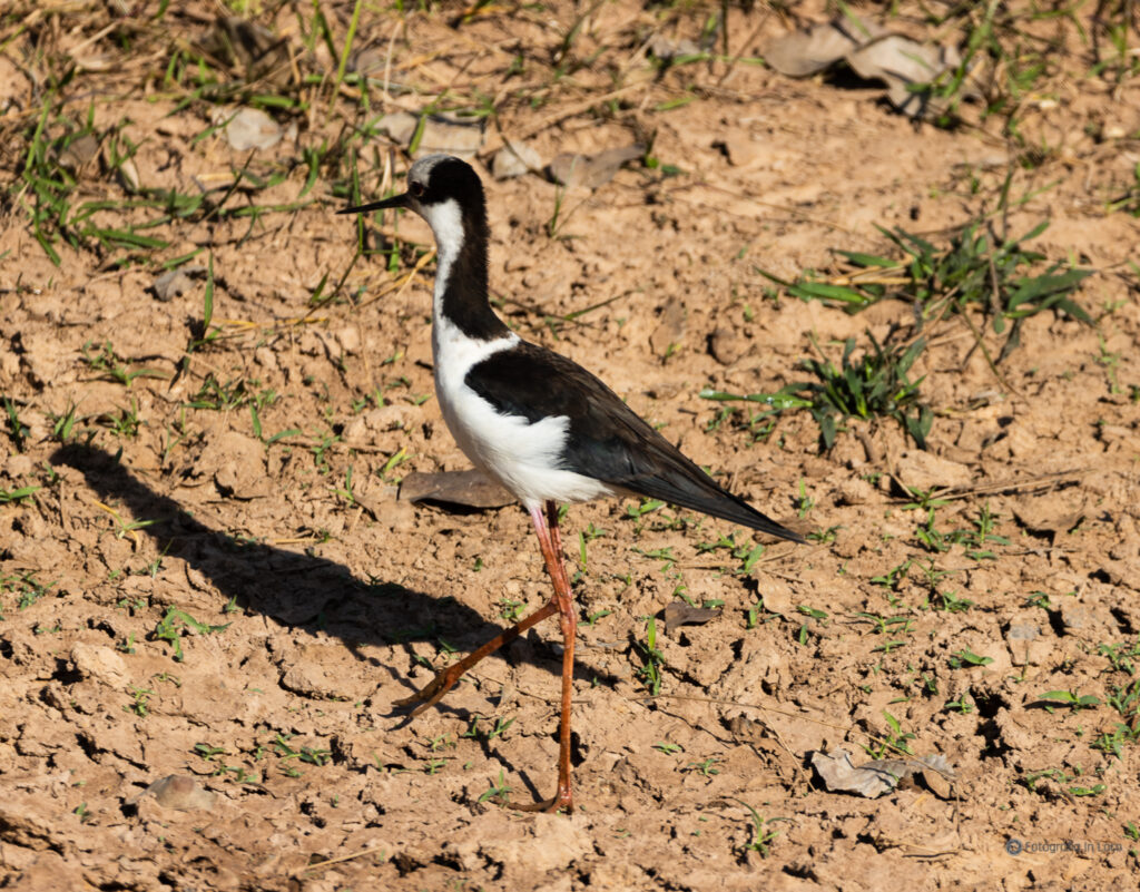 Pernilongo-de-costas-brancas | Fotografia In Loco