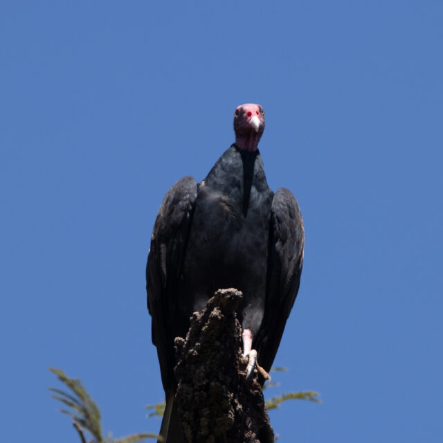 Urubu-de-cabeça-vermelha | Fotografia In Loco